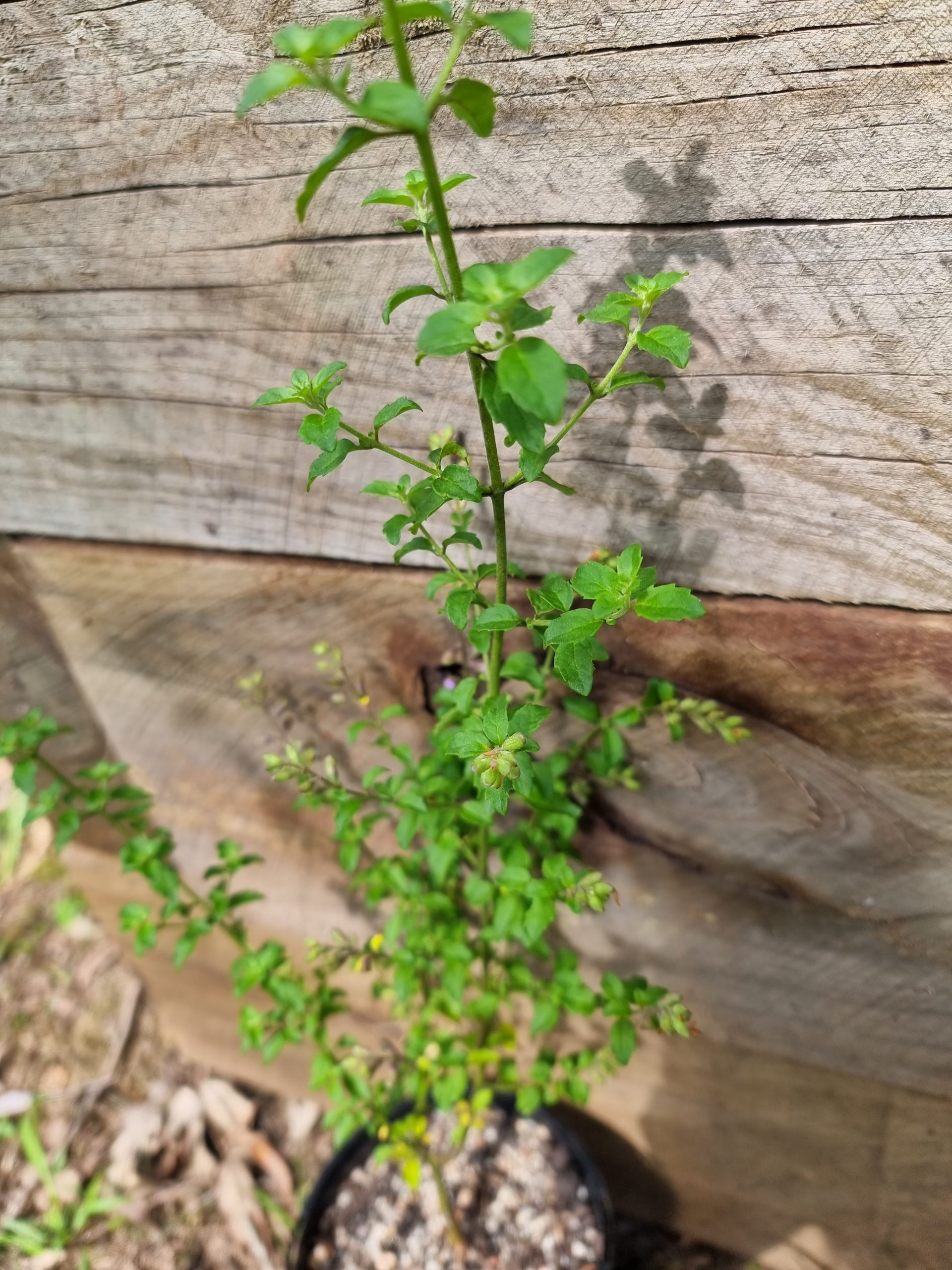 Plants Available To Ship Archives - Bush Tucker Babies
