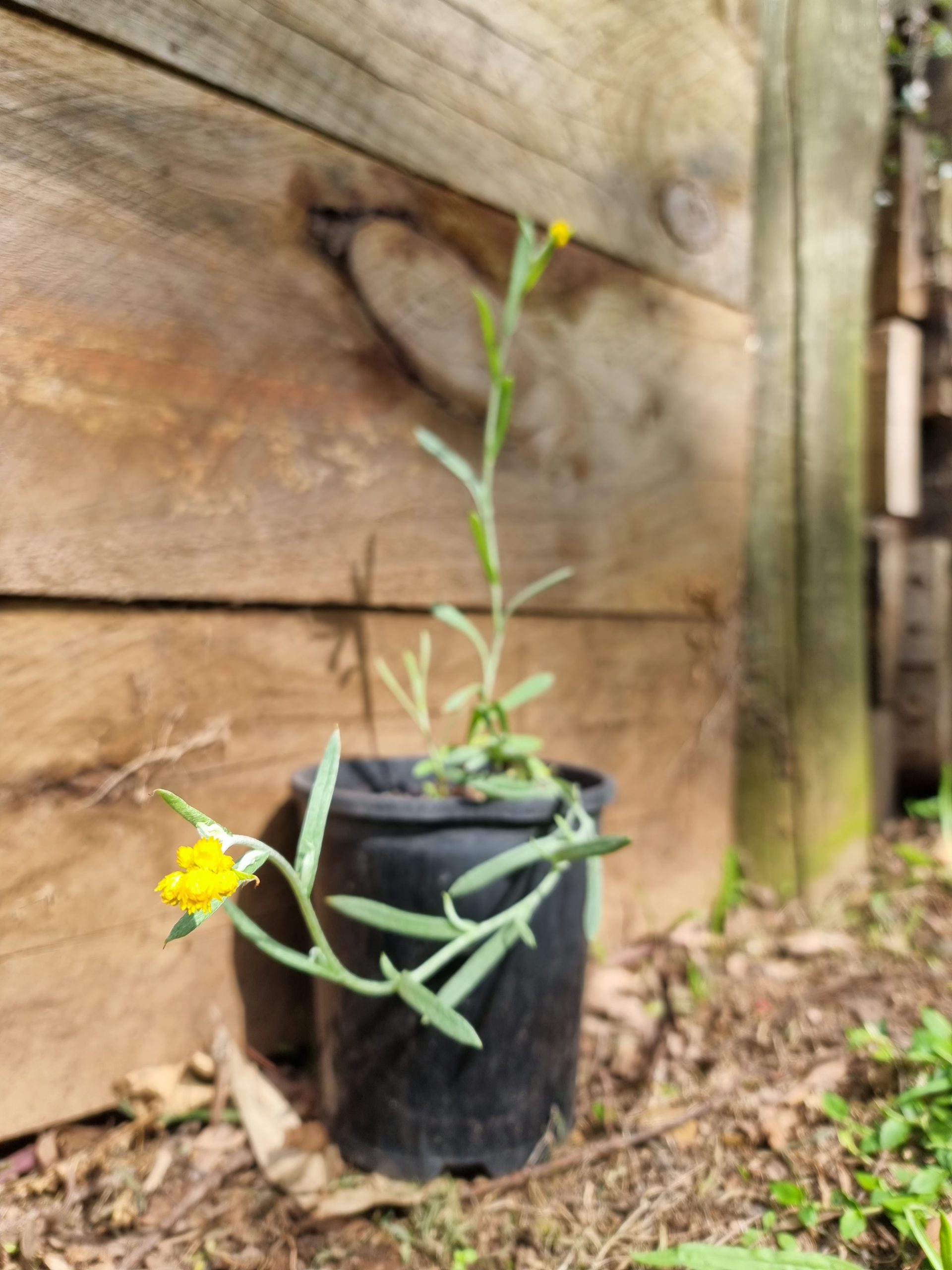 Gumbi Gumbi (Pittosporum Angustifolium) - Bush Tucker Babies