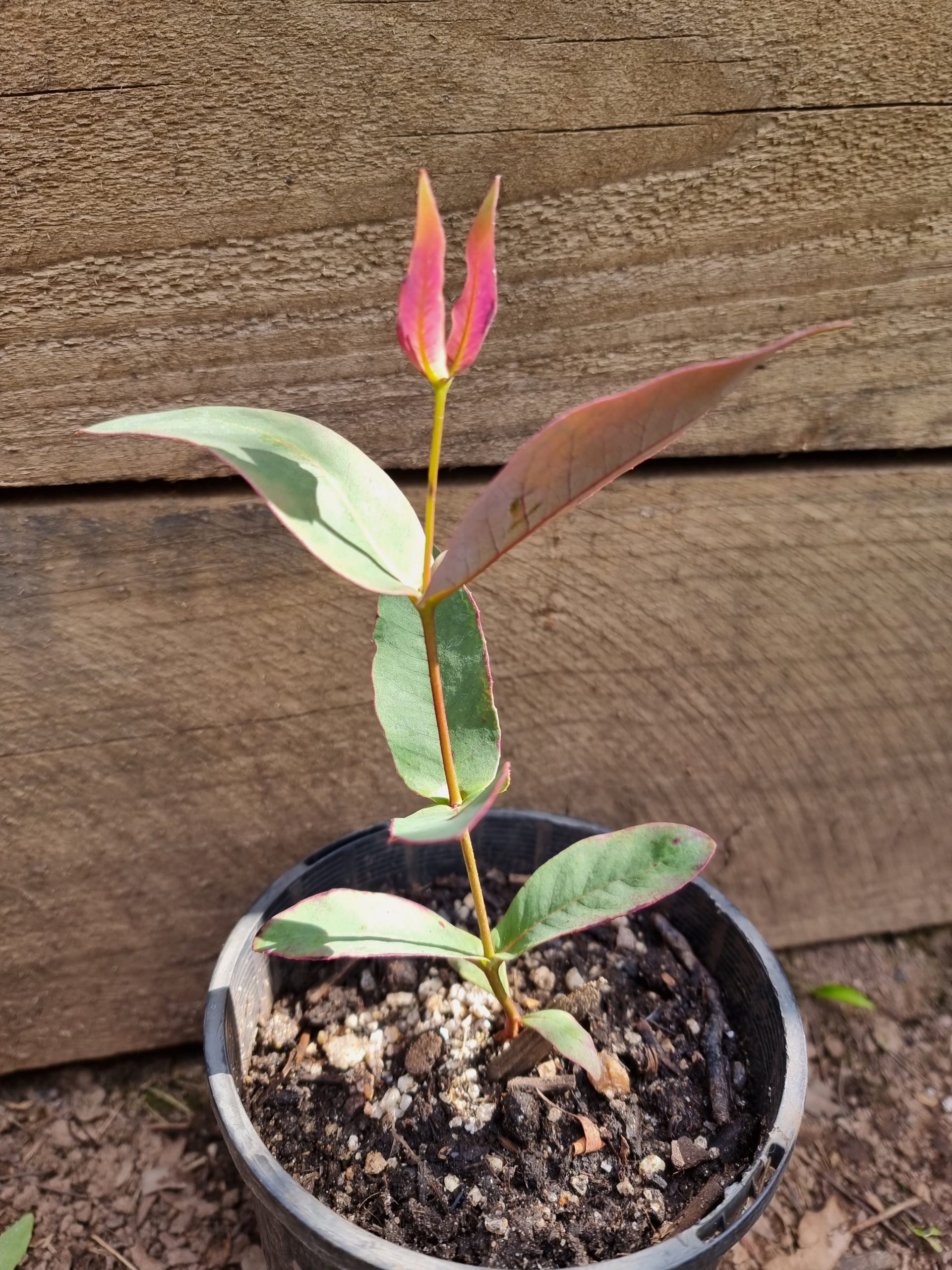 Gumbi Gumbi (Pittosporum Angustifolium) - Bush Tucker Babies