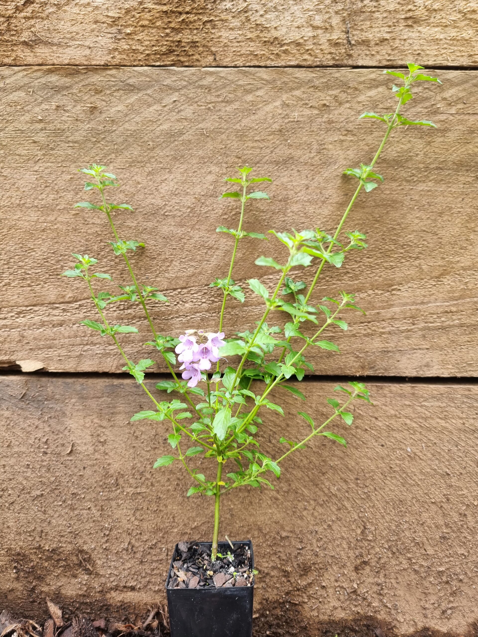 Gumbi Gumbi (Pittosporum Angustifolium) - Bush Tucker Babies